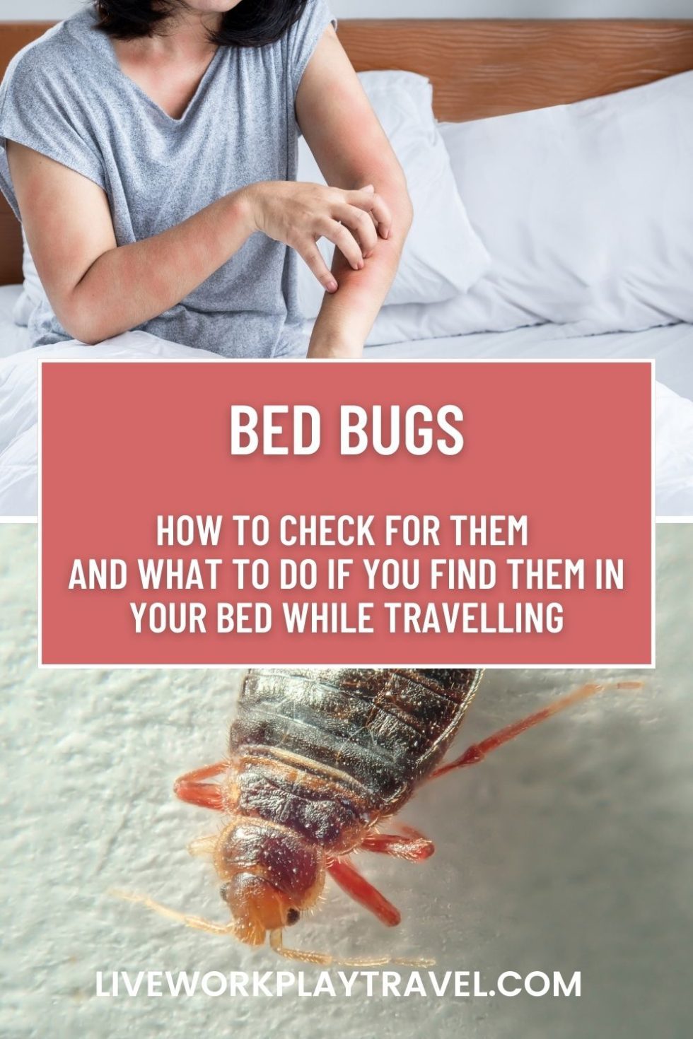 How to Check for Bed Bugs and What to Do if You Find Them